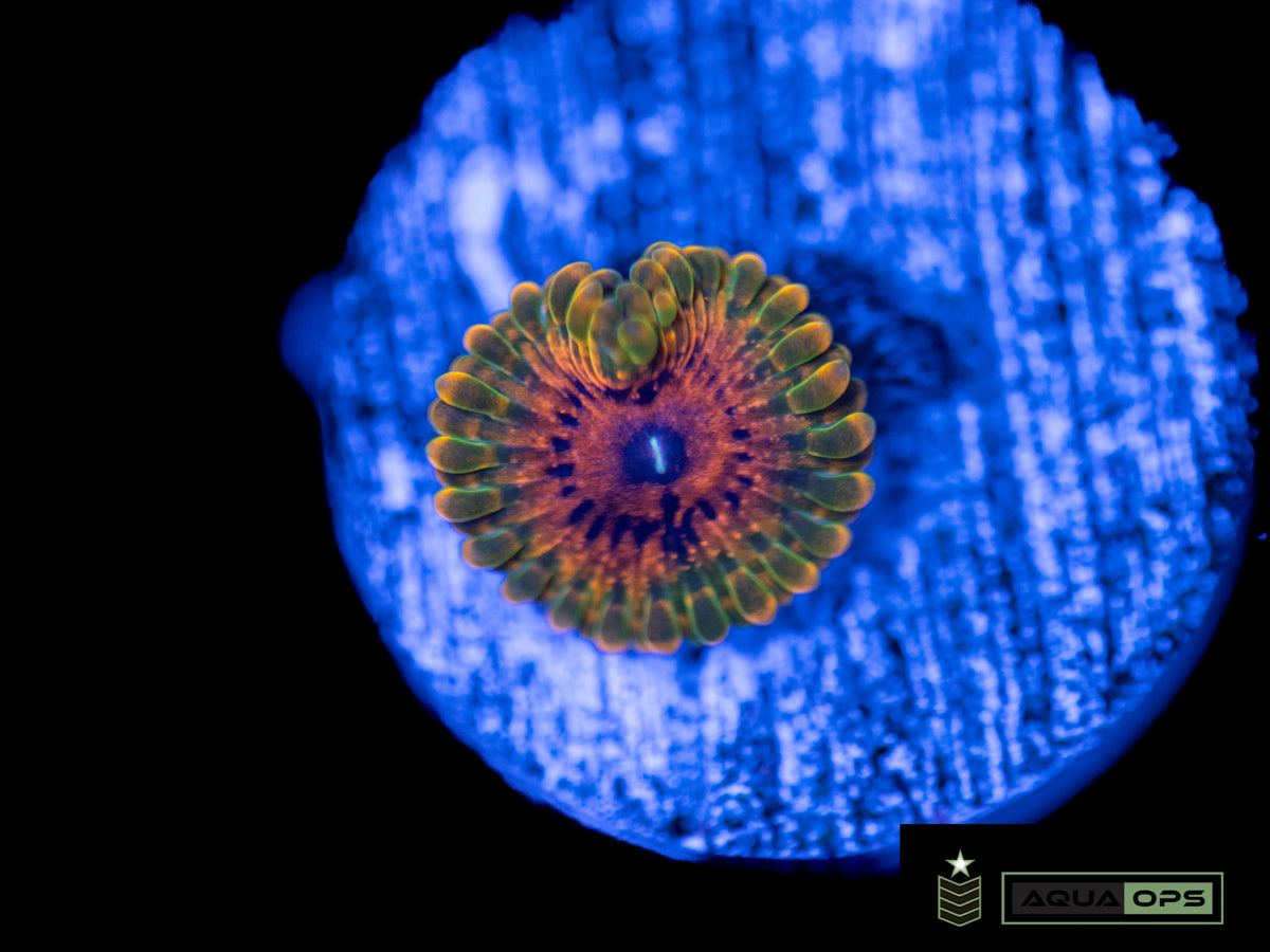 Grand Master Krakatoa Zoanthid (WYSIWYG) – Aquatic Operations