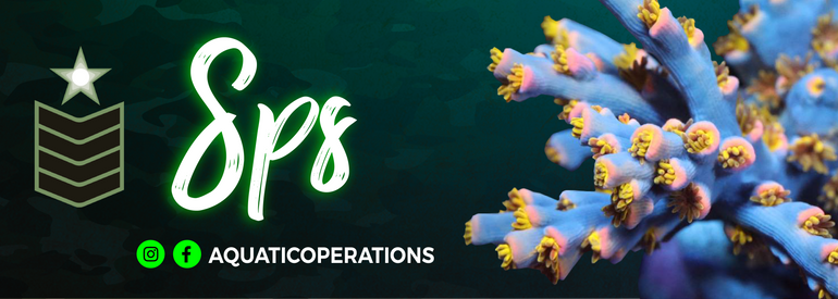 Aqua-Ops | Corals | Reefs | Austin, Texas – Aquatic Operations