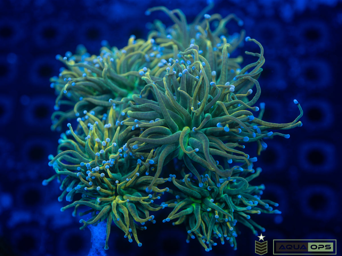 TSA Holy Grail Torch – Aquatic Operations