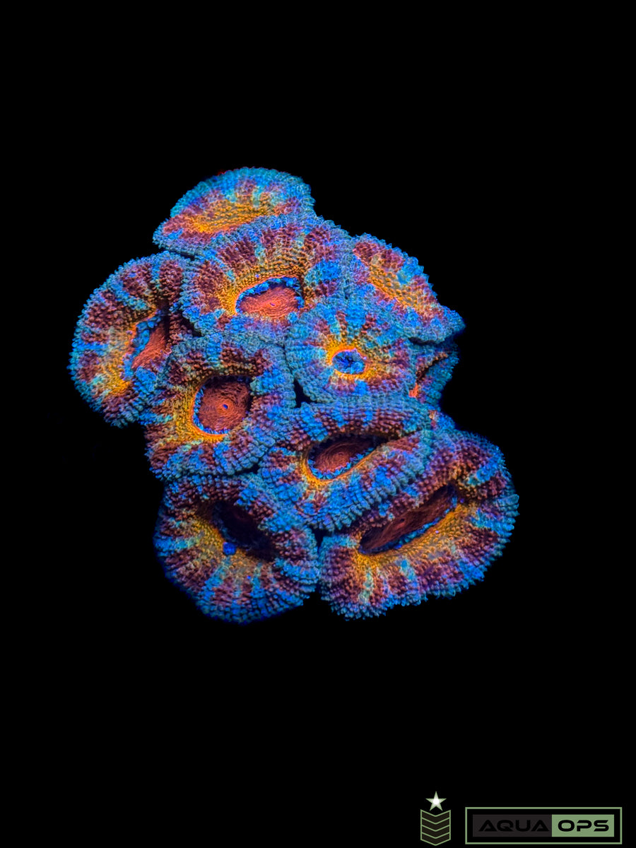 Ultra Nice Acan – Aquatic Operations
