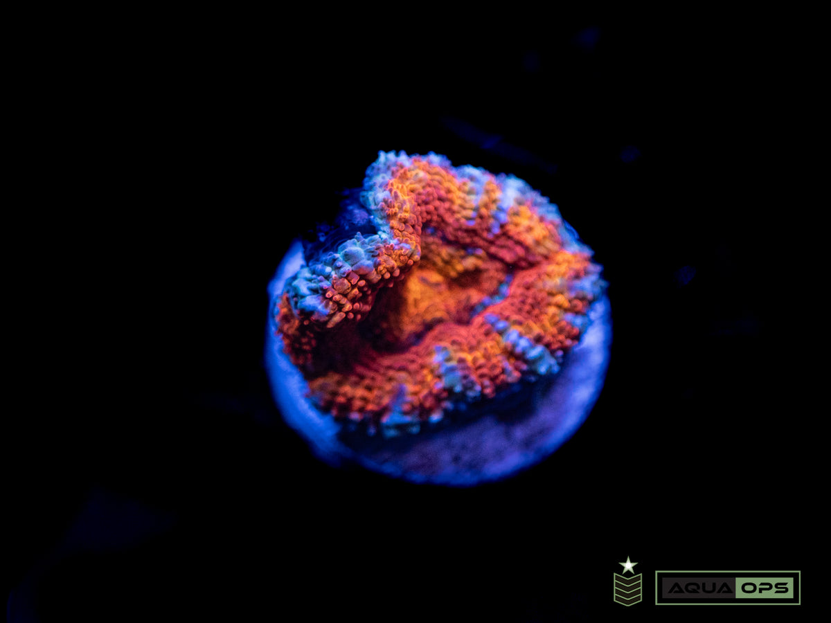 Ultra Acan (WYSIWYG) – Aquatic Operations